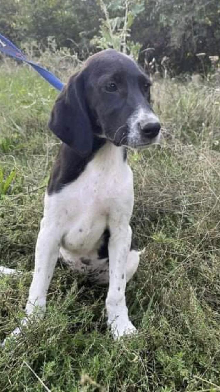 Rada - Eeremiah Rescue Center Of Animals