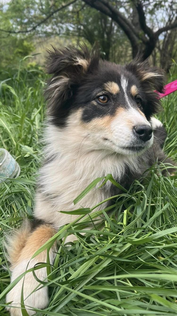 Susi - Eeremiah Rescue Center Of Animals